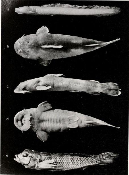 Chiloglanis Carnosus Topic Famousfix